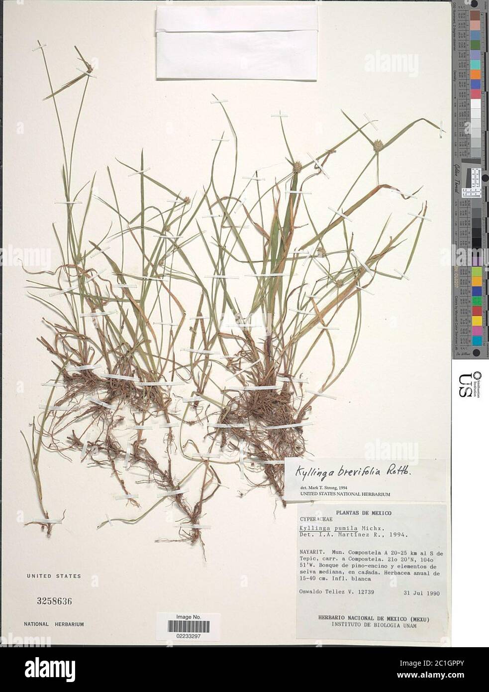 Cyperus brevifolius Rottb Hassk Cyperus brevifolius Rottb Hassk ...