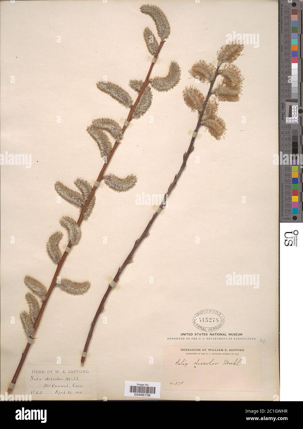 Salix discolor -Fotos und -Bildmaterial in hoher Auflösung – Alamy