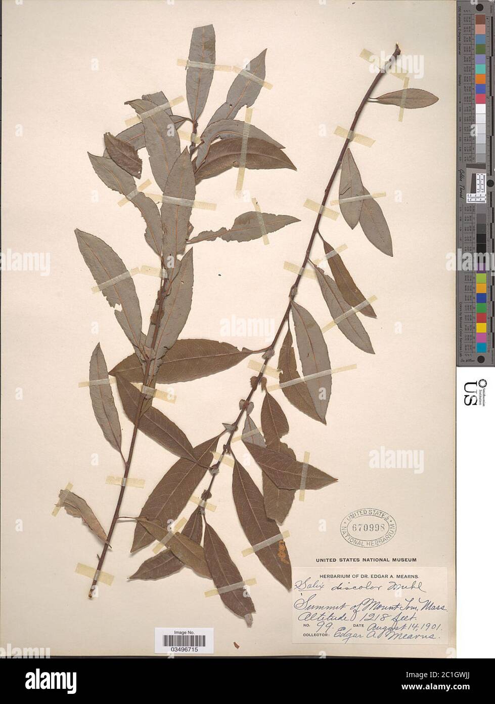 Salix discolor -Fotos und -Bildmaterial in hoher Auflösung – Alamy