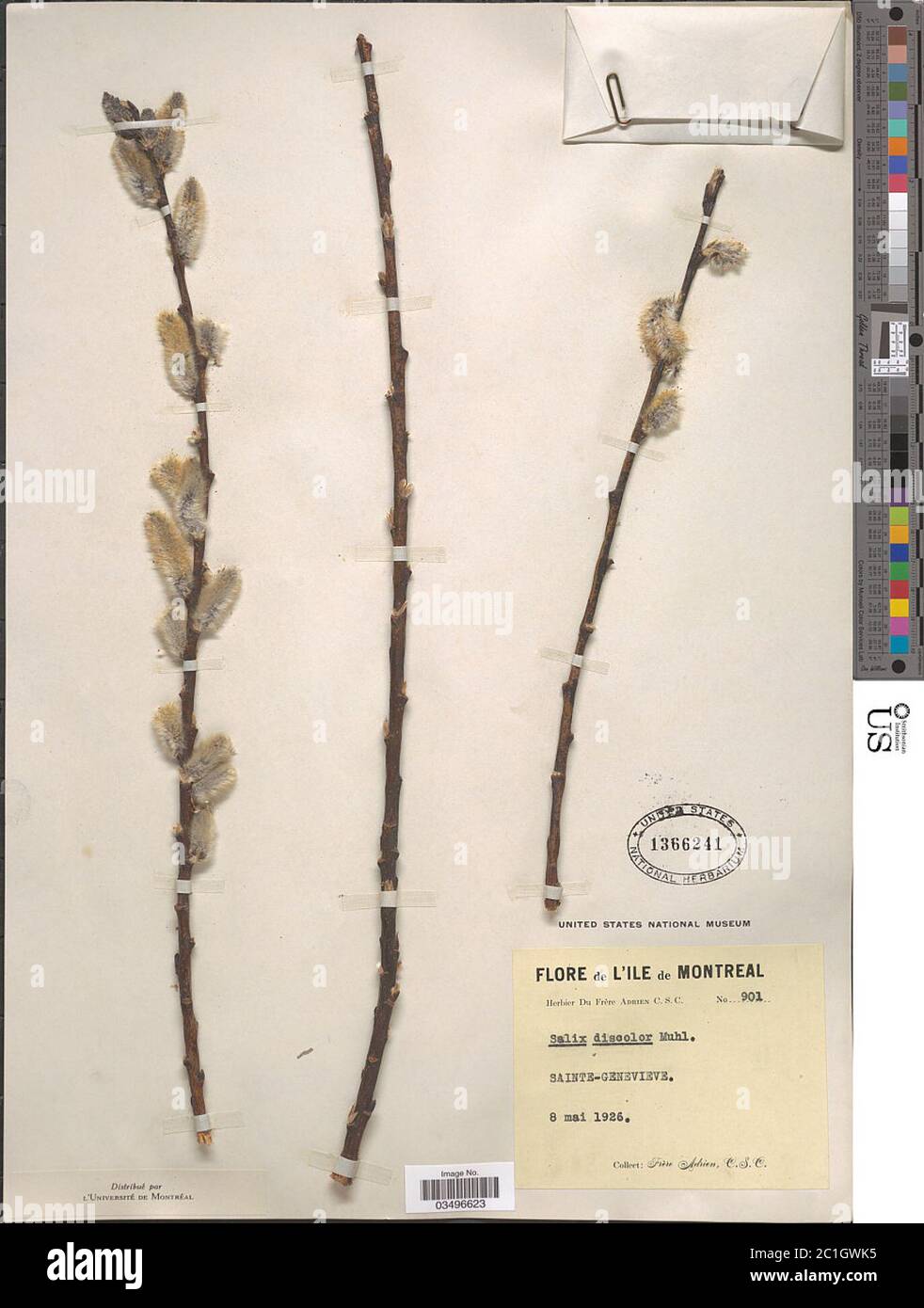 Salix discolor -Fotos und -Bildmaterial in hoher Auflösung – Alamy