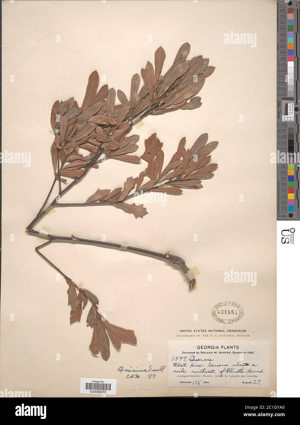 Quercus minima -Fotos und -Bildmaterial in hoher Auflösung – Alamy