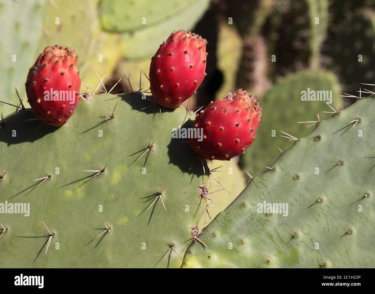 Close up spiky cactus opuntia -Fotos und -Bildmaterial in hoher ...
