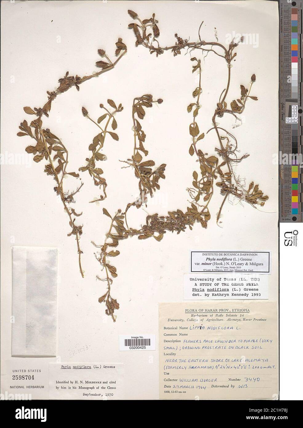 Phyla nodiflora var minor Haken N Oleary Mulgura phyla nodiflora var ...