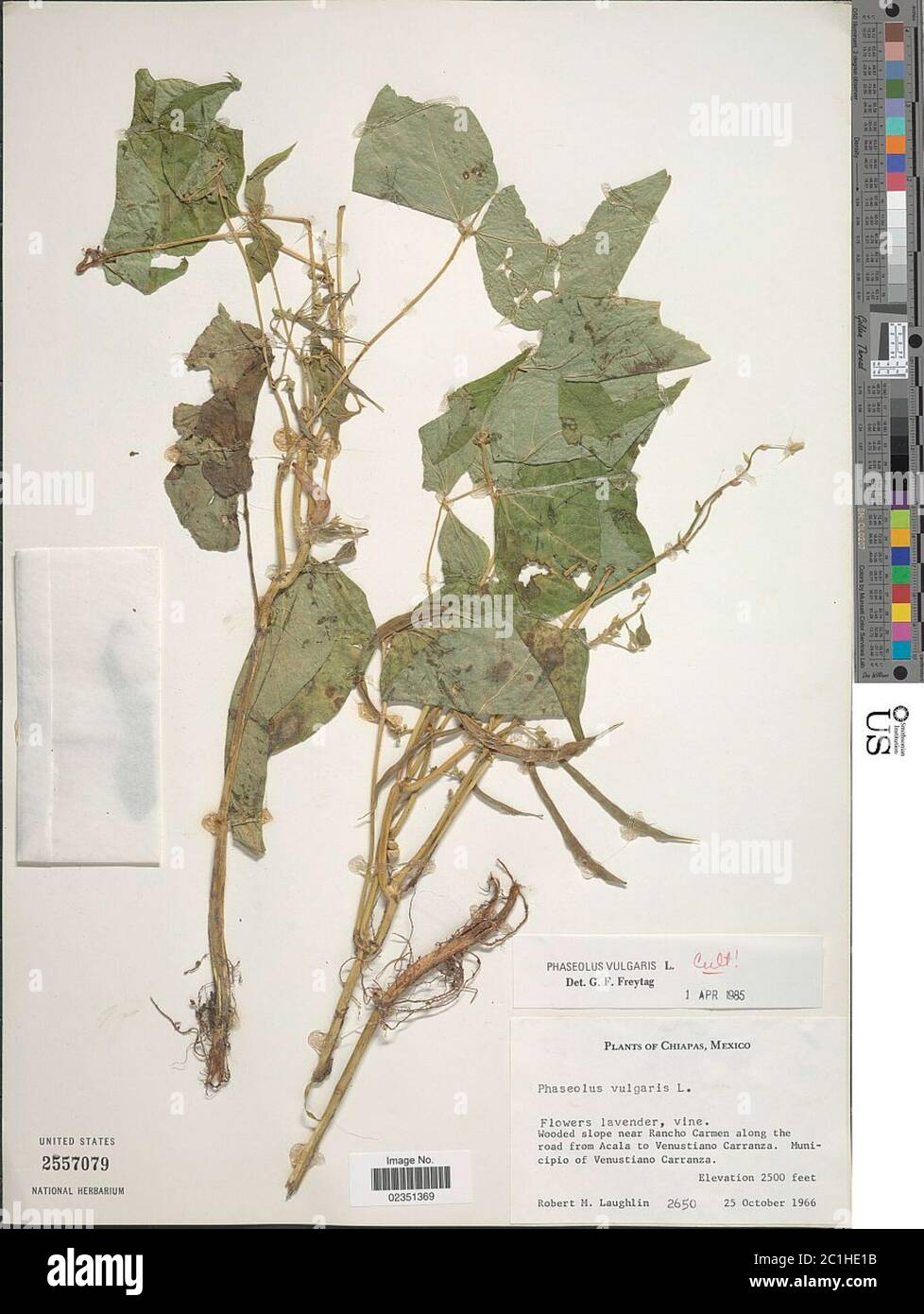 Phaseolus vulgaris l -Fotos und -Bildmaterial in hoher Auflösung – Alamy