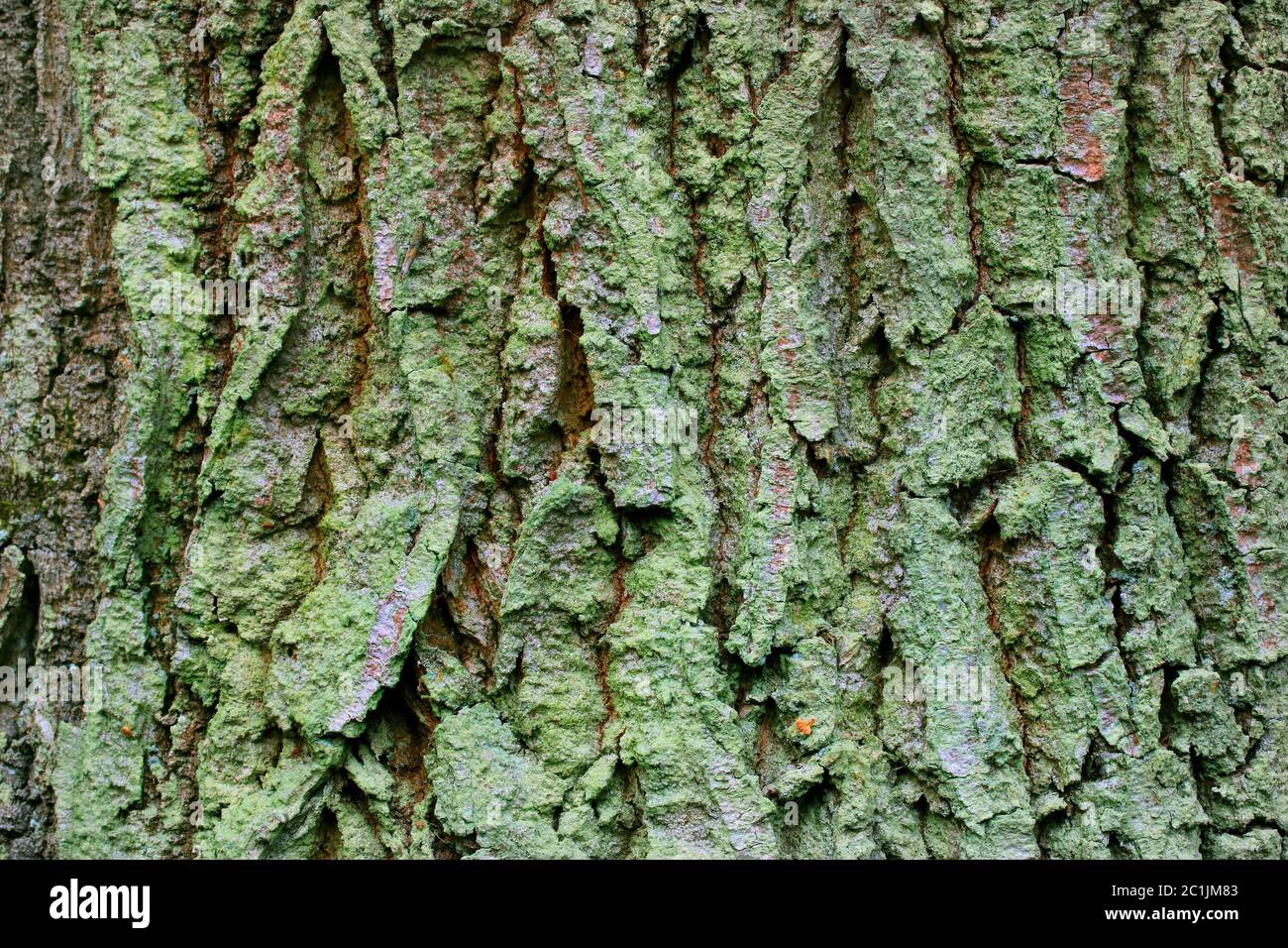 Baumrinde eiche -Fotos und -Bildmaterial in hoher Auflösung – Alamy