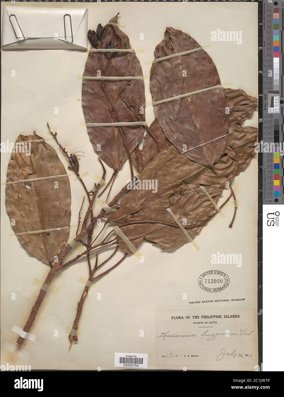 Bhesa paniculata Wall Arn Bhesa paniculata Wall Arn Stockfotografie - Alamy