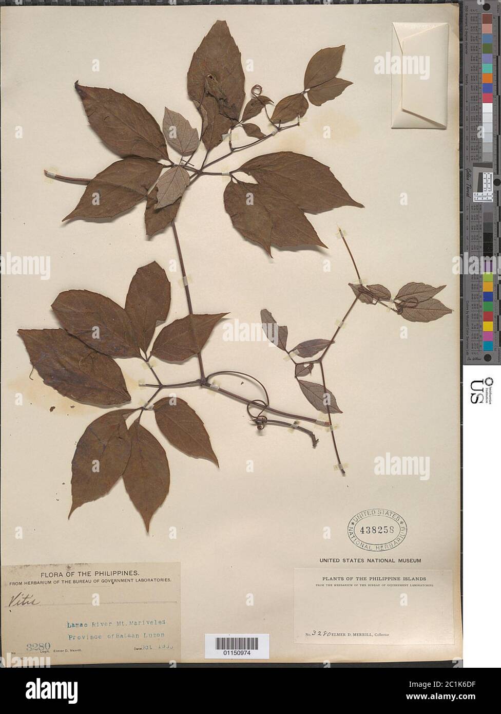 Tetrastigma sp -Fotos und -Bildmaterial in hoher Auflösung – Alamy