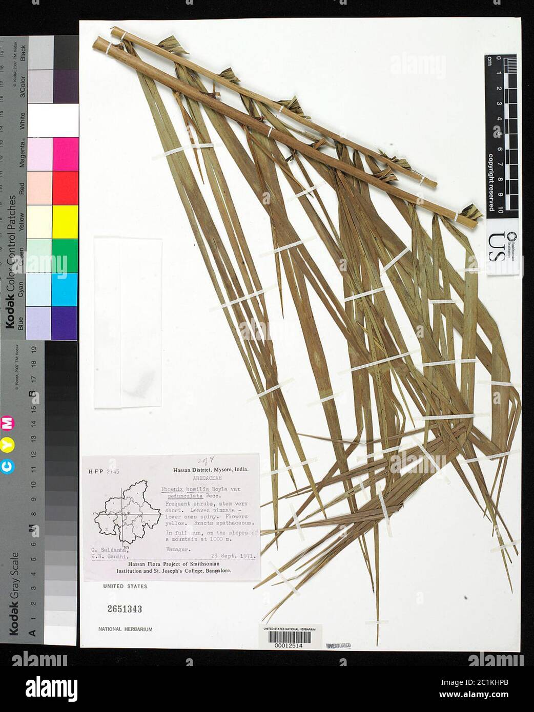 Phoenix humilis -Fotos und -Bildmaterial in hoher Auflösung – Alamy