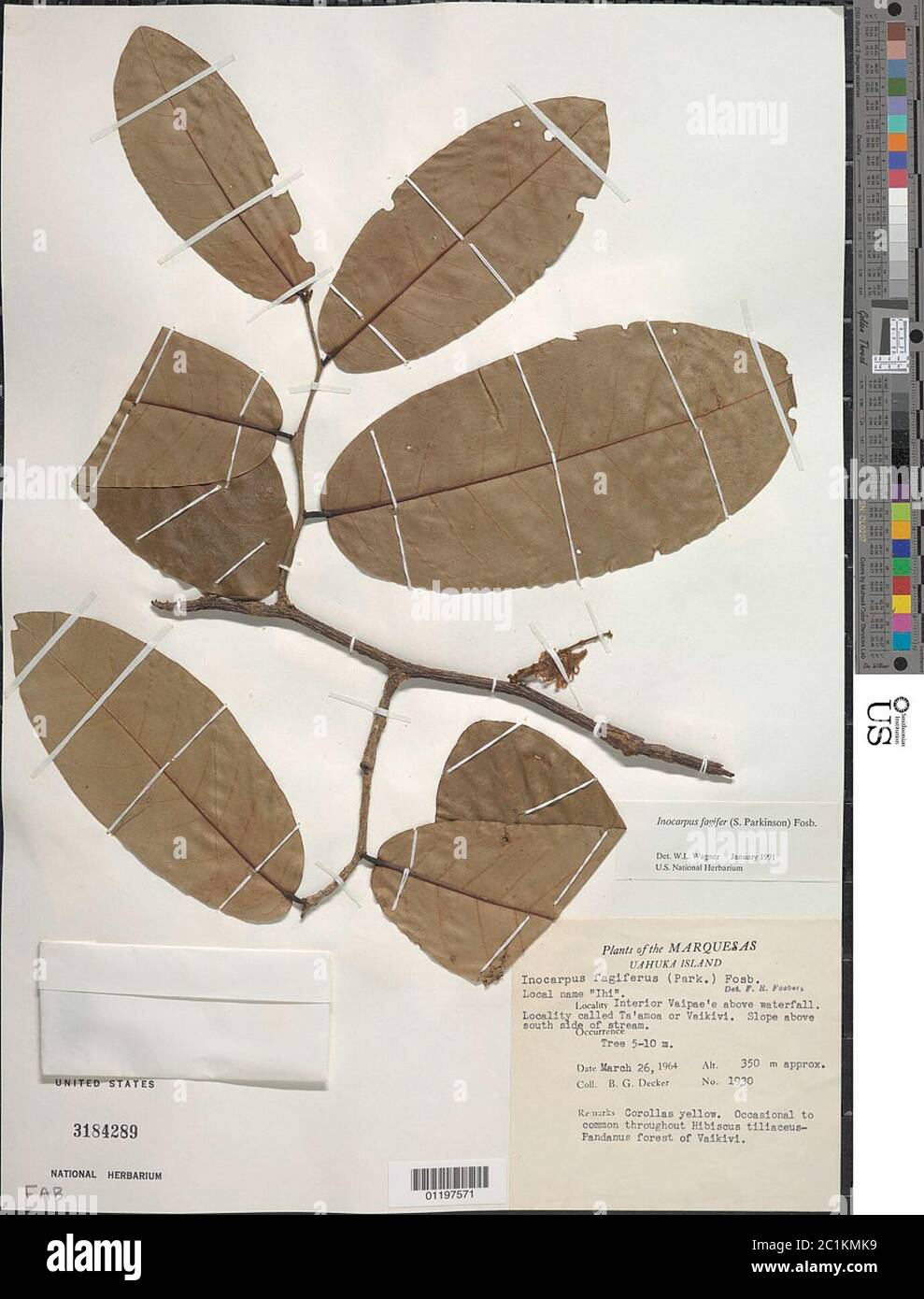 Inocarpus fagifer Parkinson Fosberg Inocarpus fagifer Parkinson Fosberg ...