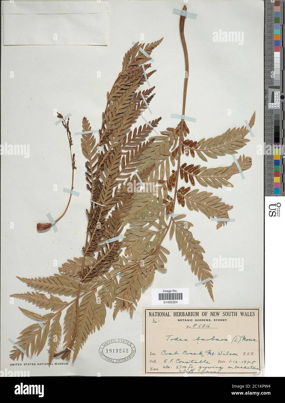 Todea barbara -Fotos und -Bildmaterial in hoher Auflösung – Alamy