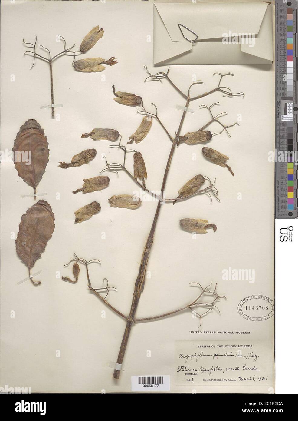 Bryophyllum pinnatum -Fotos und -Bildmaterial in hoher Auflösung – Alamy