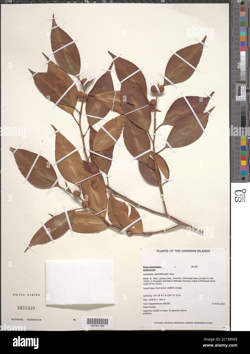 Ficus benjamina l -Fotos und -Bildmaterial in hoher Auflösung – Alamy