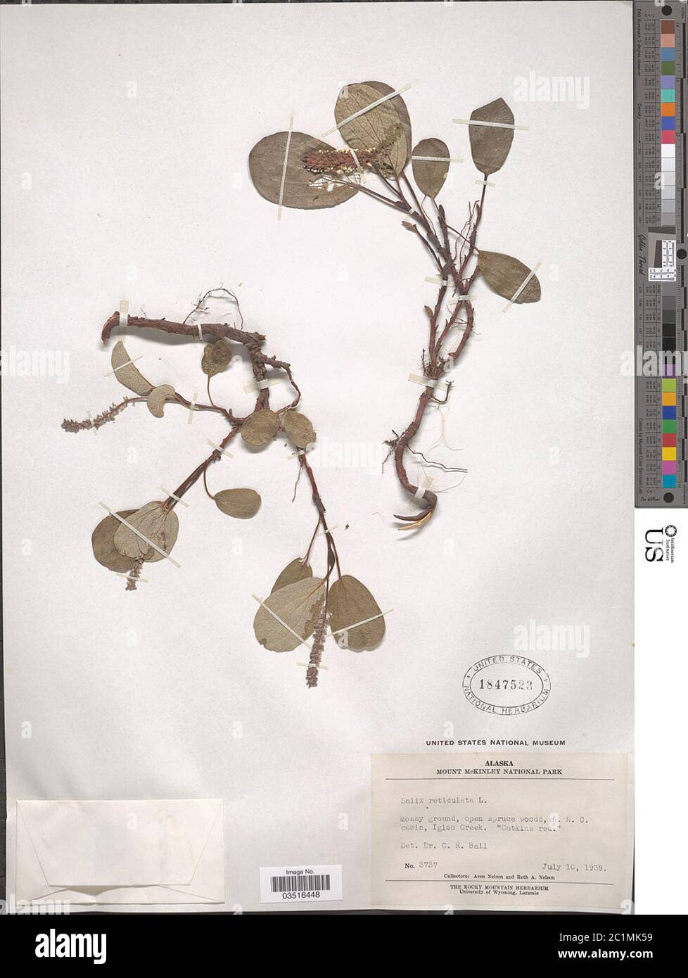 Salix reticulata -Fotos und -Bildmaterial in hoher Auflösung – Alamy