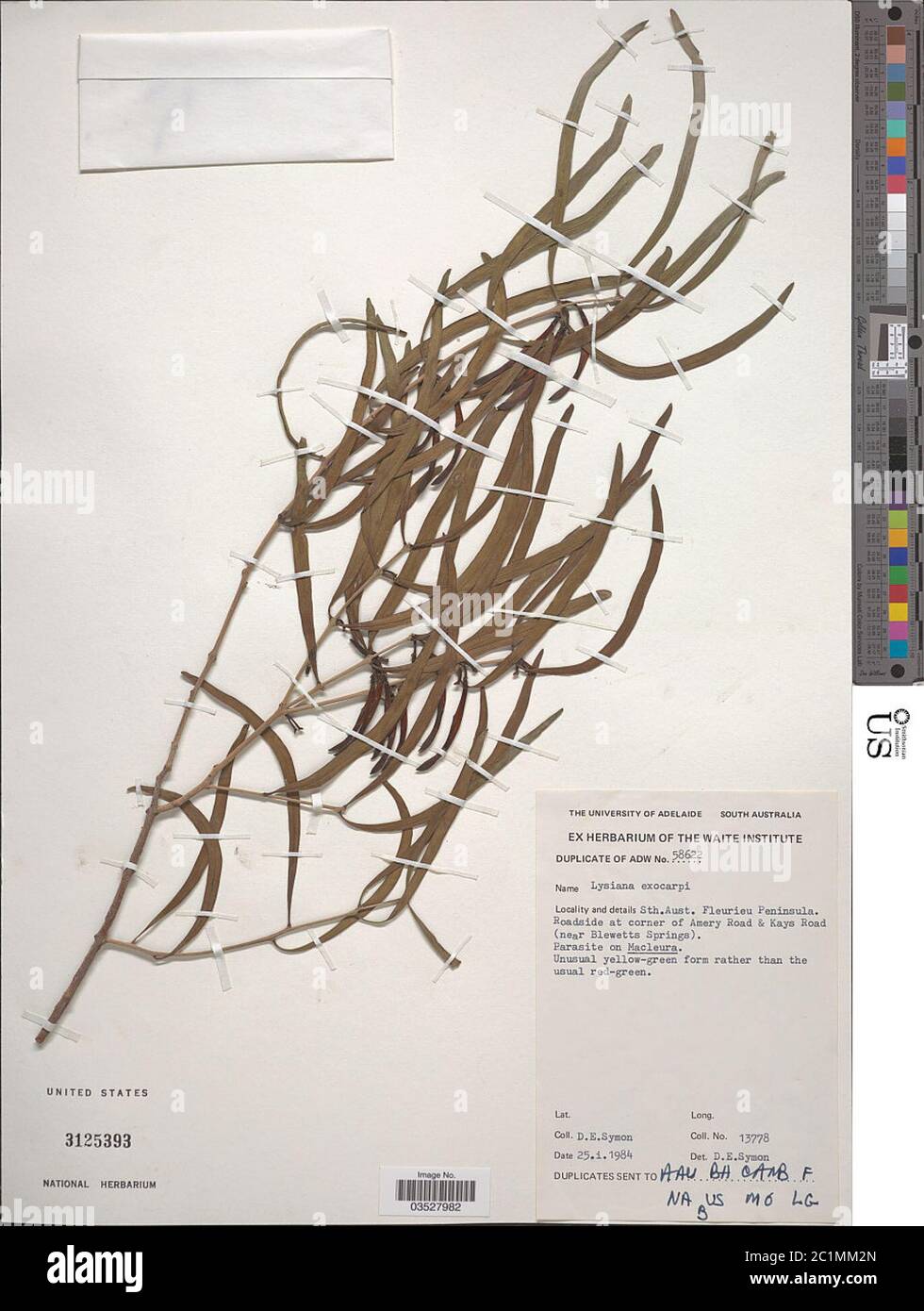 Lysiana exocarpi -Fotos und -Bildmaterial in hoher Auflösung – Alamy