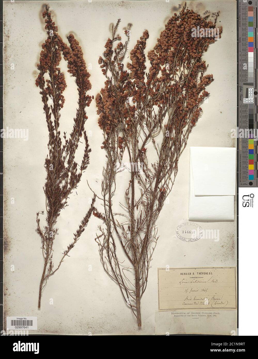 Erica lusitanica -Fotos und -Bildmaterial in hoher Auflösung – Alamy