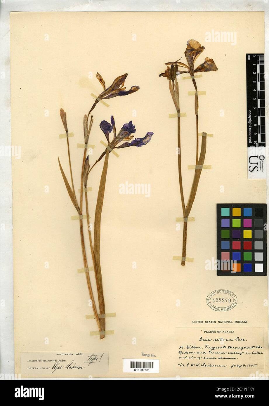 Iris setosa -Fotos und -Bildmaterial in hoher Auflösung – Alamy