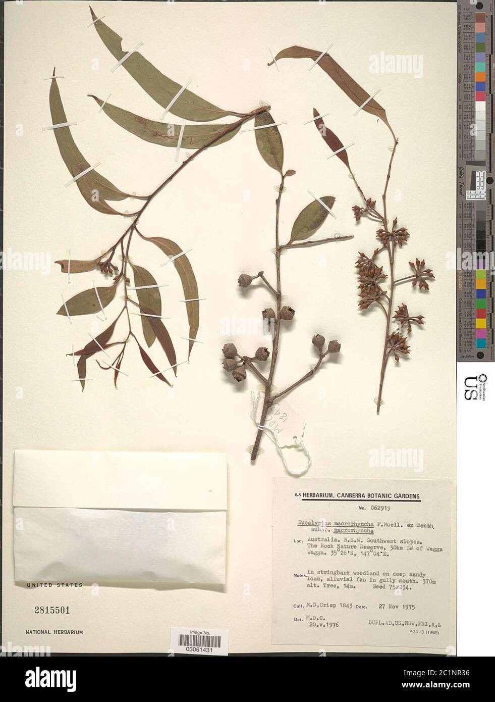 Eucalyptus macrorhyncha -Fotos und -Bildmaterial in hoher Auflösung – Alamy