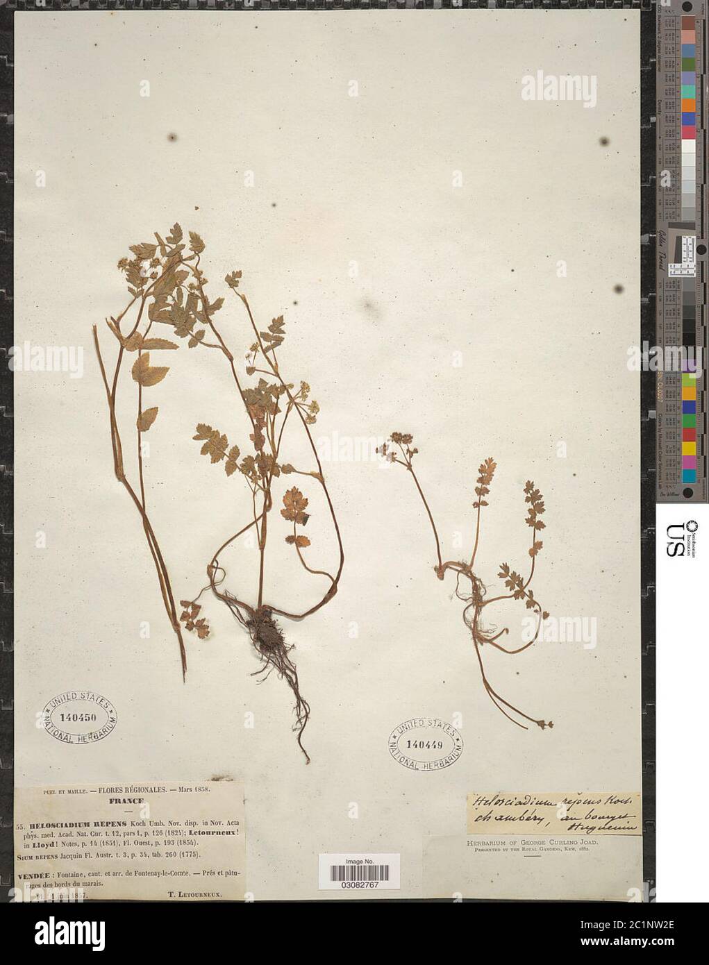 Apium repens -Fotos und -Bildmaterial in hoher Auflösung – Alamy