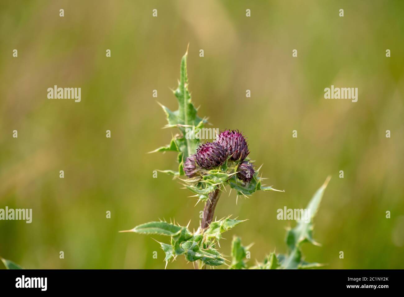 Edle distel -Fotos und -Bildmaterial in hoher Auflösung – Alamy