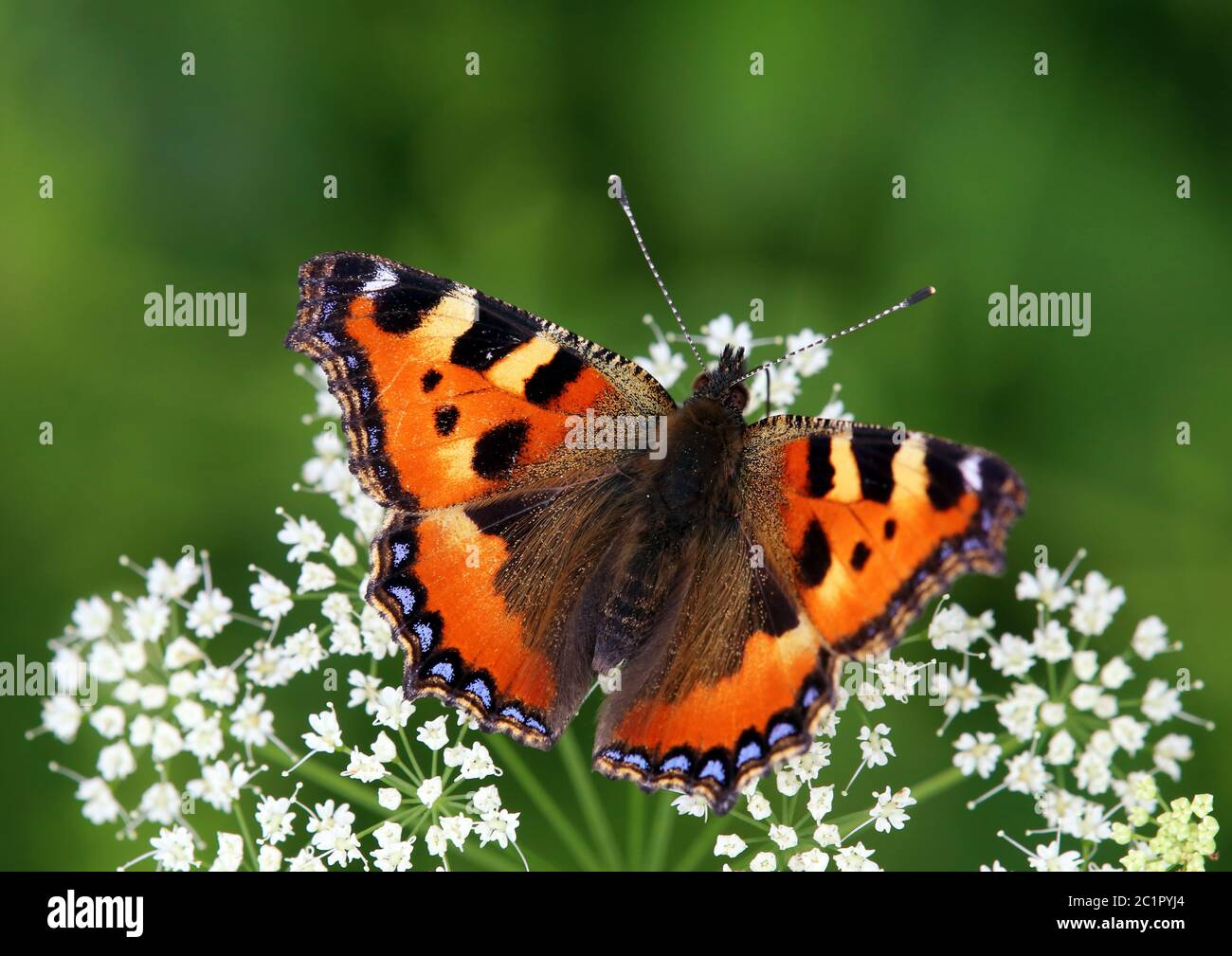 Nymphalis aglais -Fotos und -Bildmaterial in hoher Auflösung – Alamy