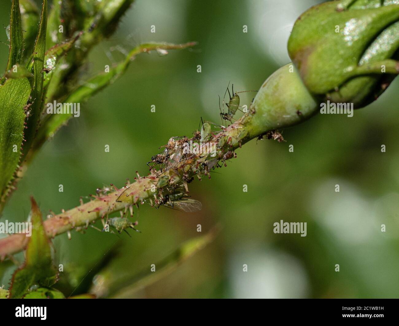 Blattlaus kolonie -Fotos und -Bildmaterial in hoher Auflösung – Alamy