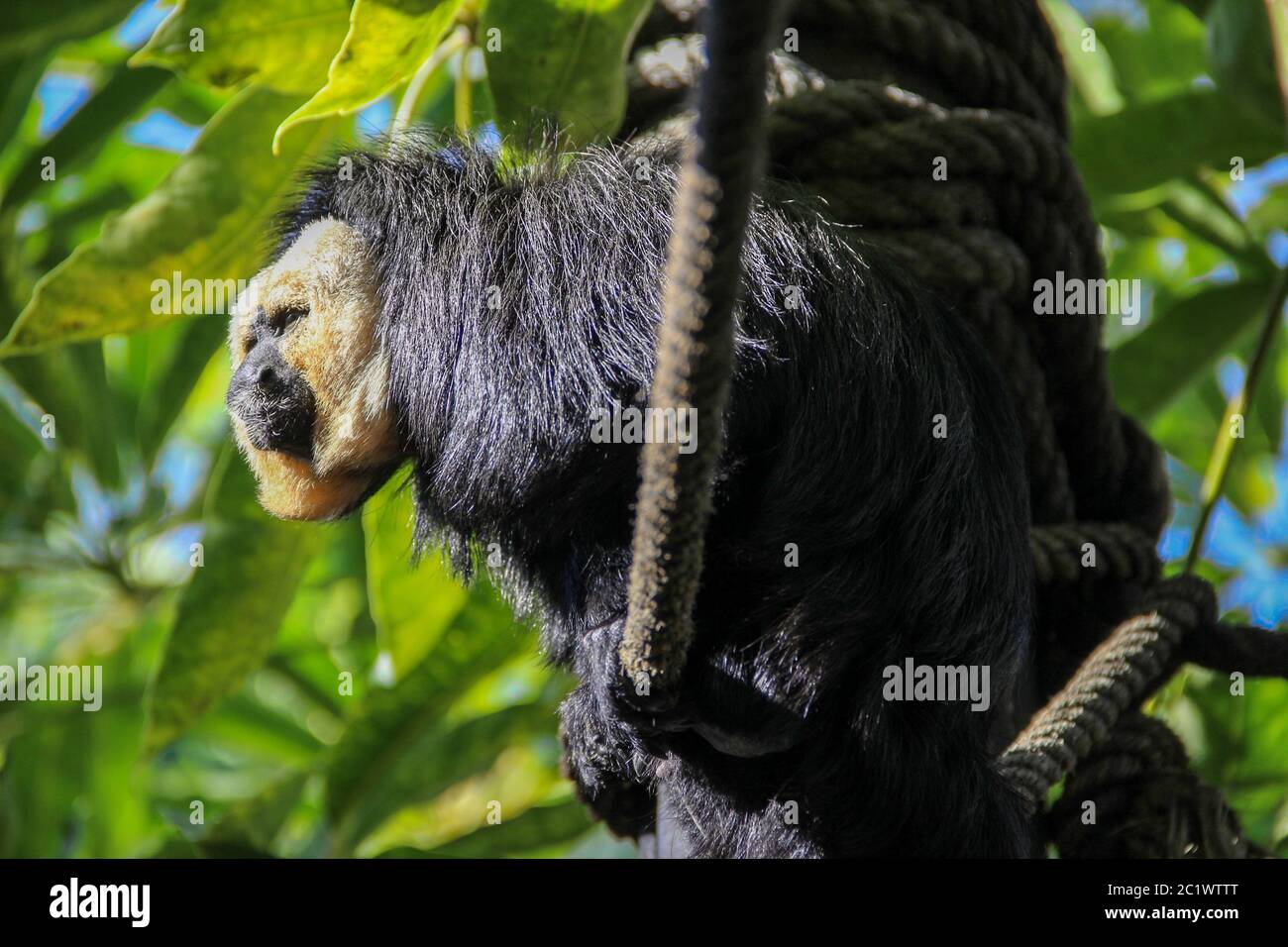 Arborealer affe Stockfotos und -bilder Kaufen - Alamy