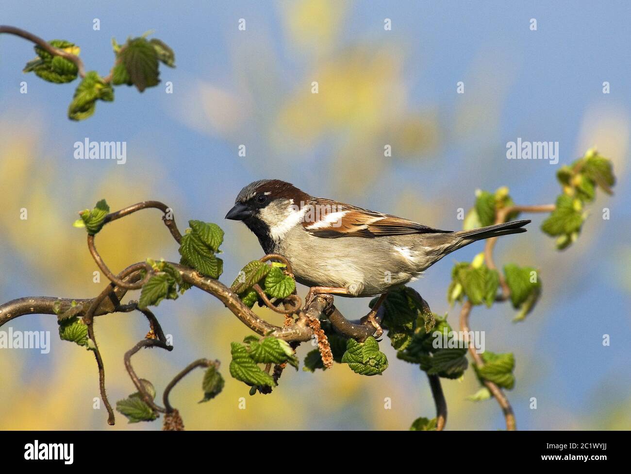 Haussperling in einem garten -Fotos und -Bildmaterial in hoher ...