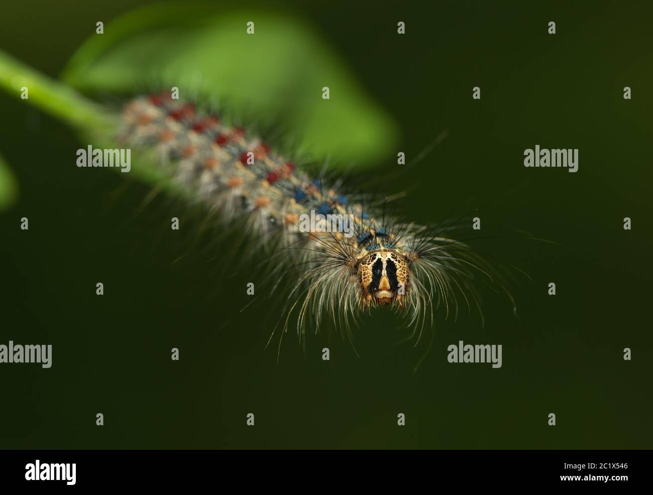 Gefährliche raupe -Fotos und -Bildmaterial in hoher Auflösung – Alamy