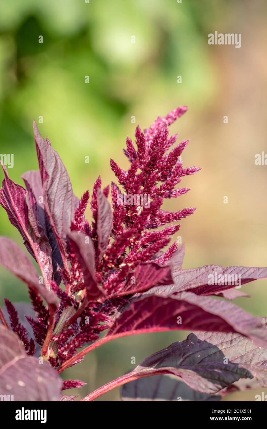 Amaranth arten essbar -Fotos und -Bildmaterial in hoher Auflösung – Alamy