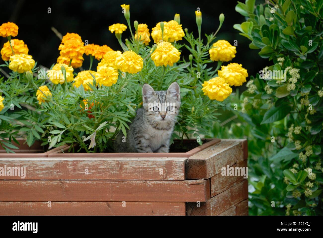 Katze in blumen -Fotos und -Bildmaterial in hoher Auflösung – Alamy