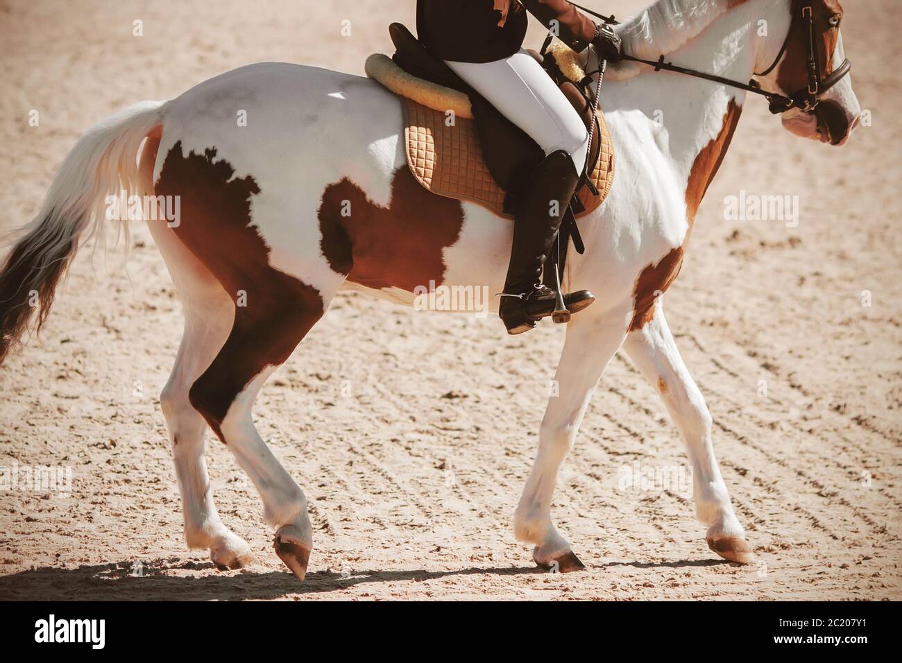 Piebald horse -Fotos und -Bildmaterial in hoher Auflösung – Alamy