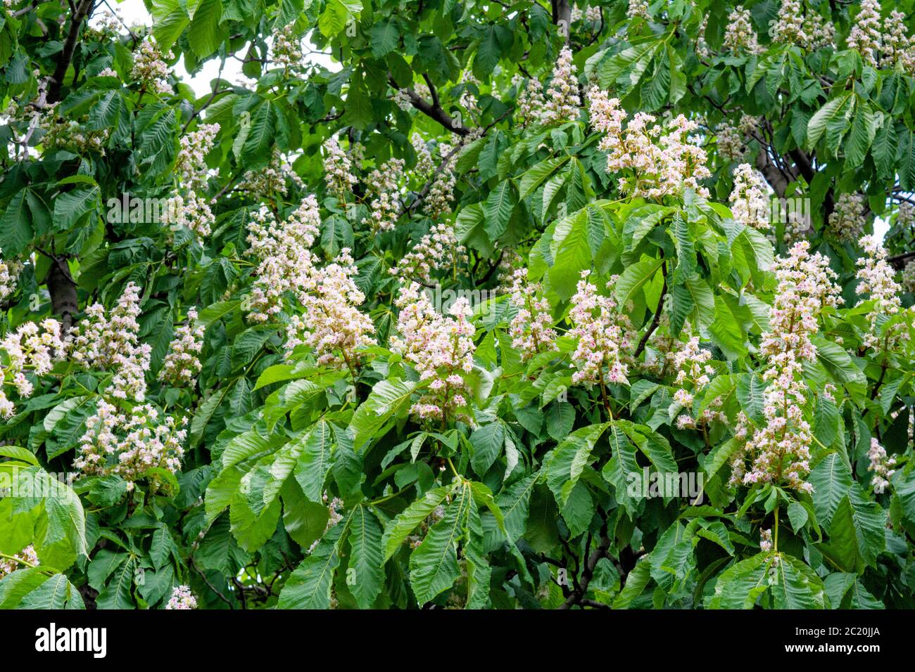 Laub und Blüten von Kastanienbaum oder Aesculus hippocastanum ...