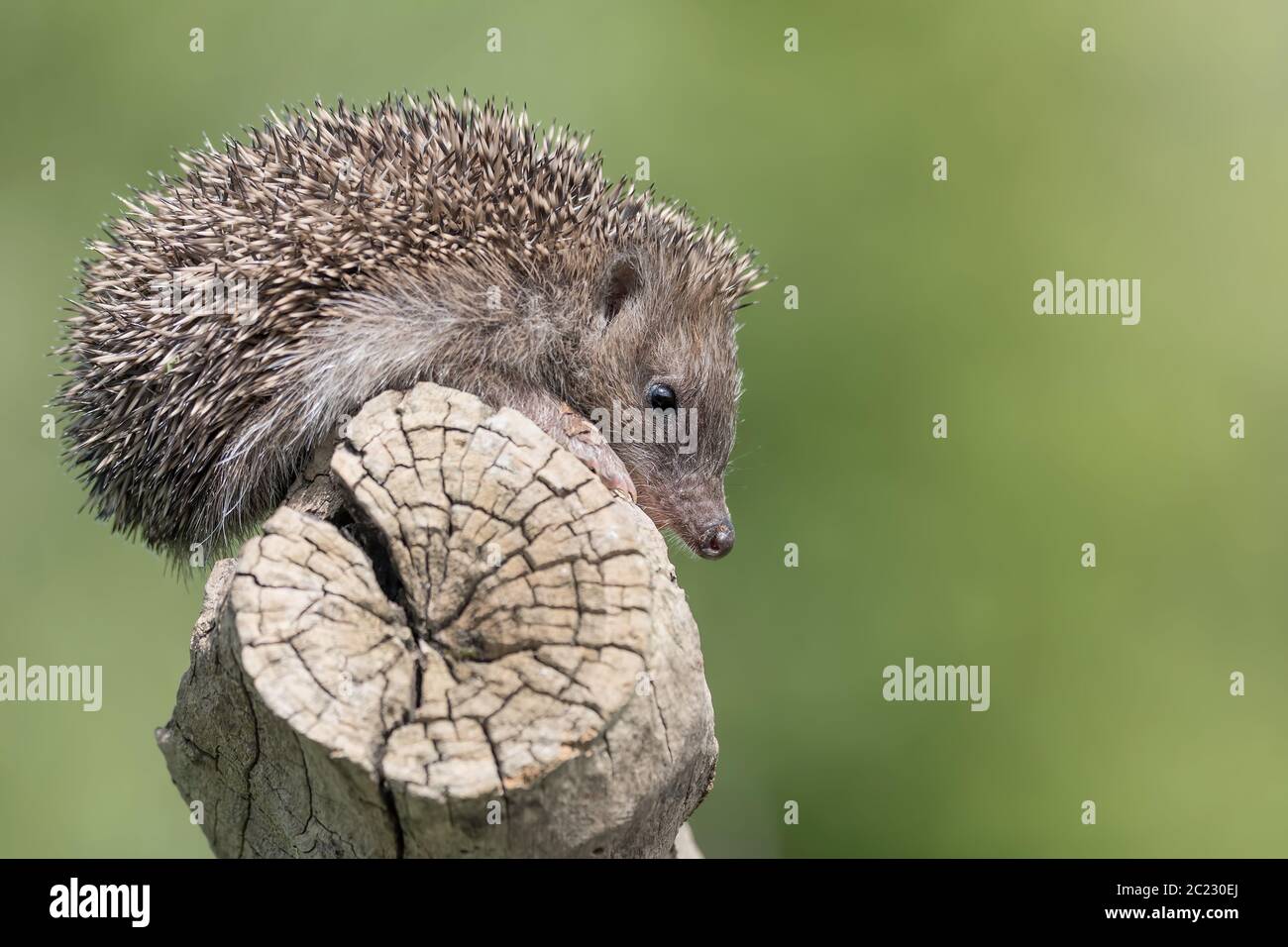 Wilder igel im waldland -Fotos und -Bildmaterial in hoher Auflösung ...
