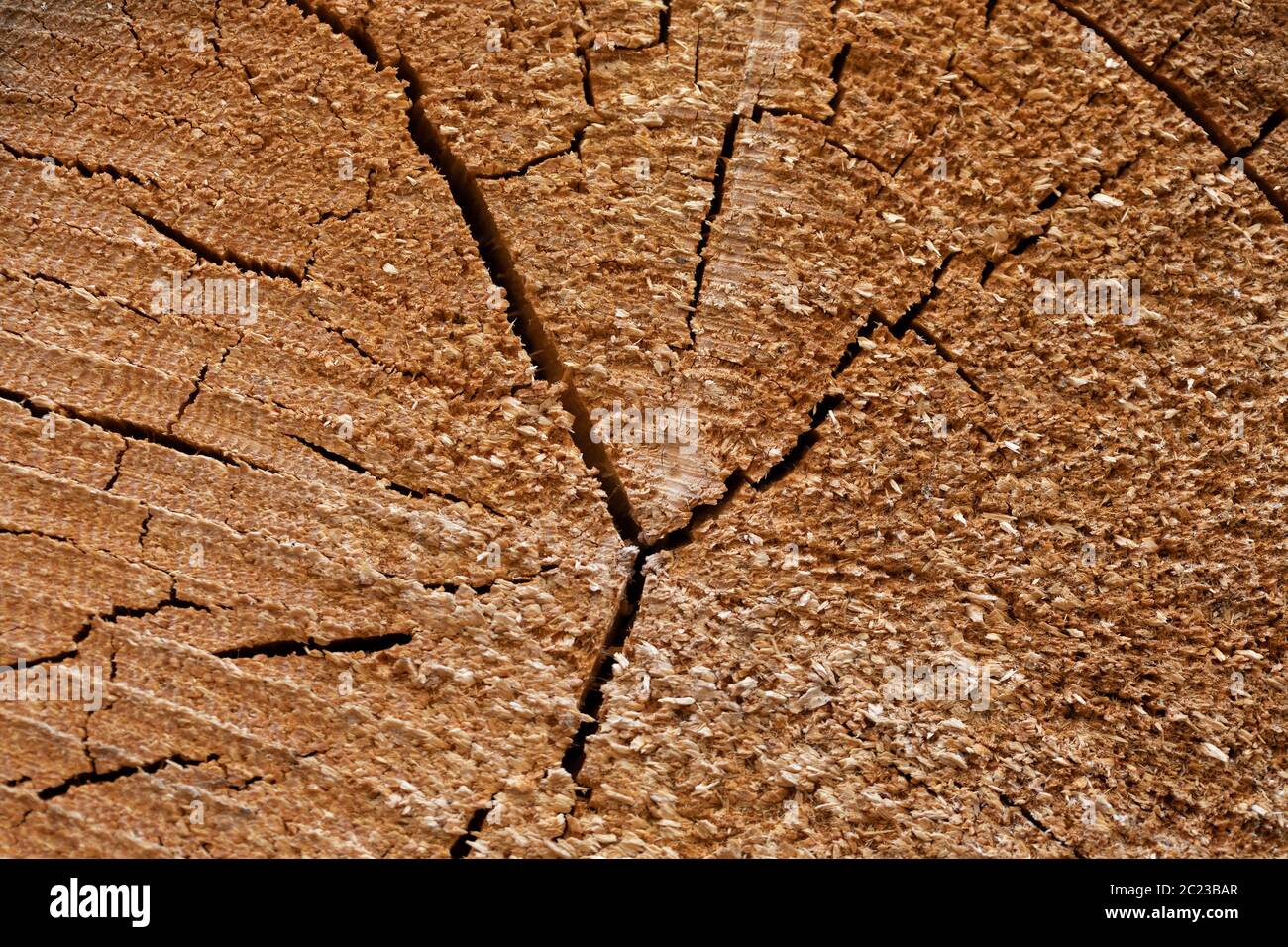 Fichte Holz Baum-ringe Textur. Querschnitt der Amtsleitung, die Baum ...