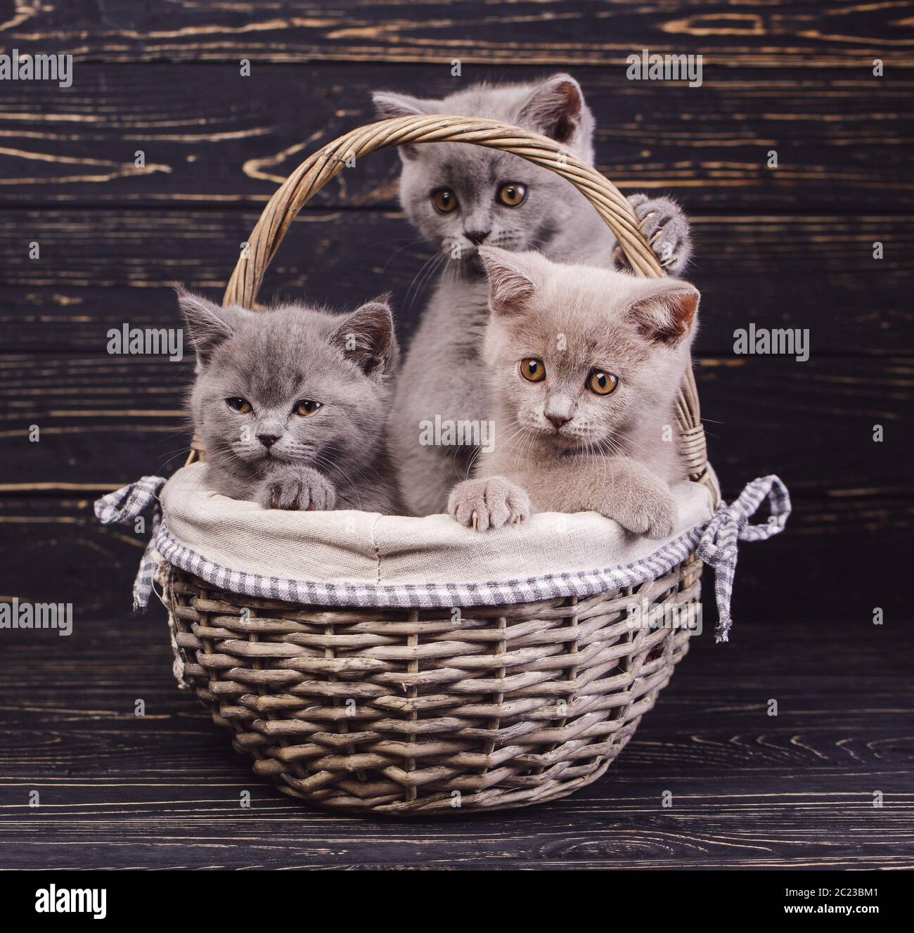 Scottish Straight Kätzchen. Zwei graue Katzen und ein Kaffee Katze im ...