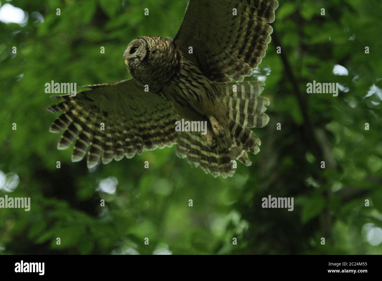 Eule baby -Fotos und -Bildmaterial in hoher Auflösung – Alamy