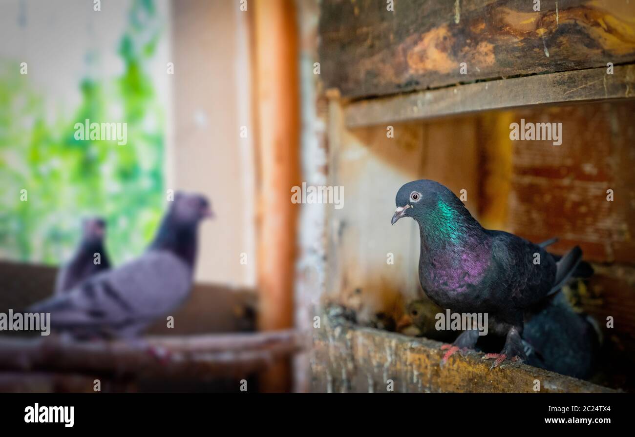 Tauben im stall -Fotos und -Bildmaterial in hoher Auflösung – Alamy