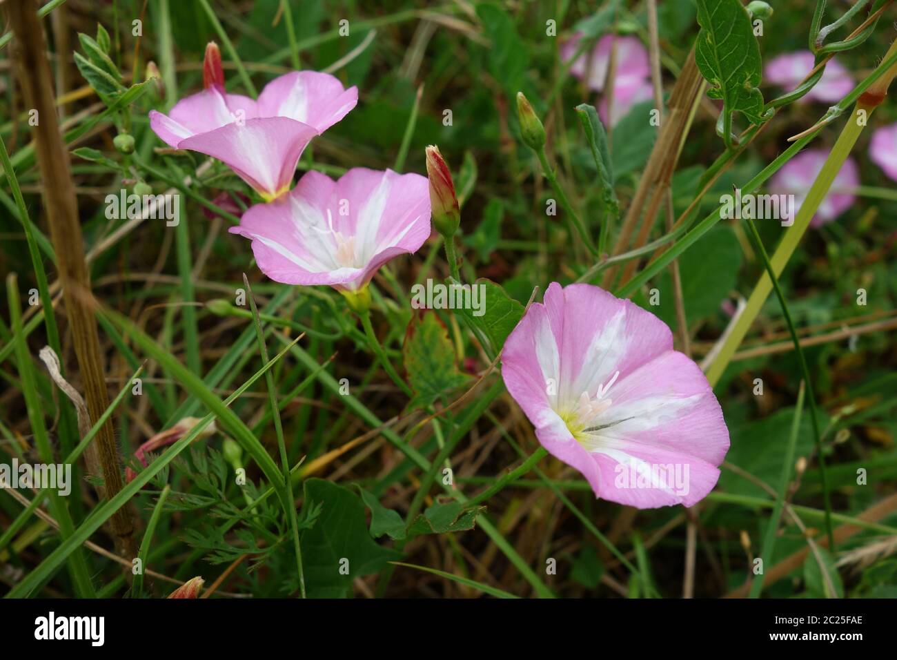 Acker winde -Fotos und -Bildmaterial in hoher Auflösung – Alamy