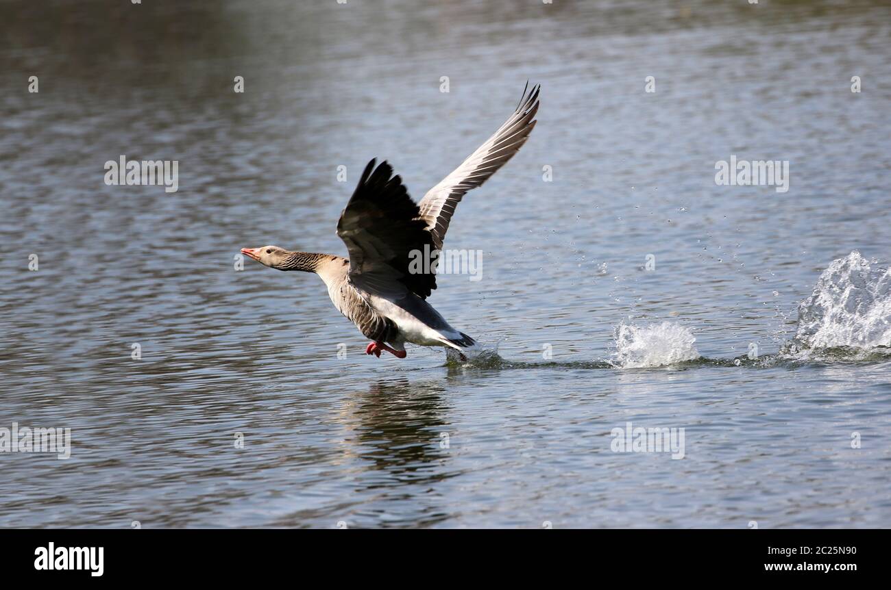 Duck dich start -Fotos und -Bildmaterial in hoher Auflösung - Seite 2 ...