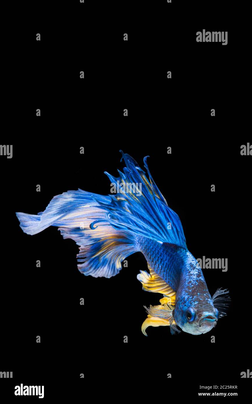 Blaue und gelbe fische -Fotos und -Bildmaterial in hoher Auflösung – Alamy