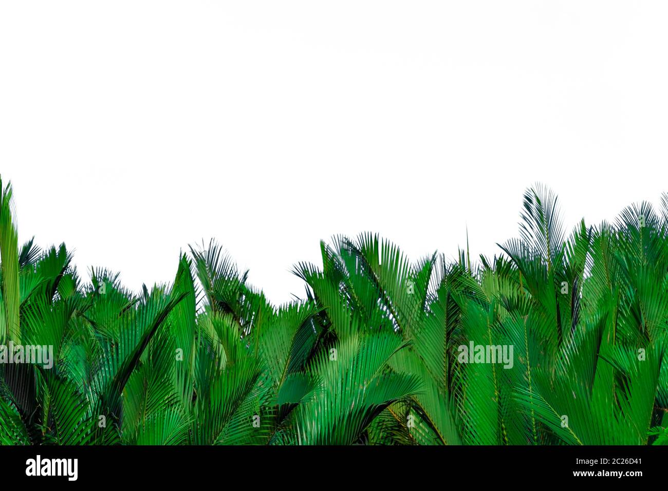 Atap palme -Fotos und -Bildmaterial in hoher Auflösung – Alamy