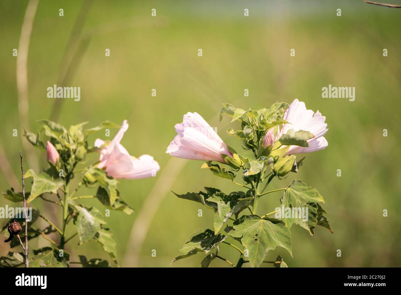Wilde rosa Blume auf dem Berg Hollyhock Kankakee Mallow Iliamna ...