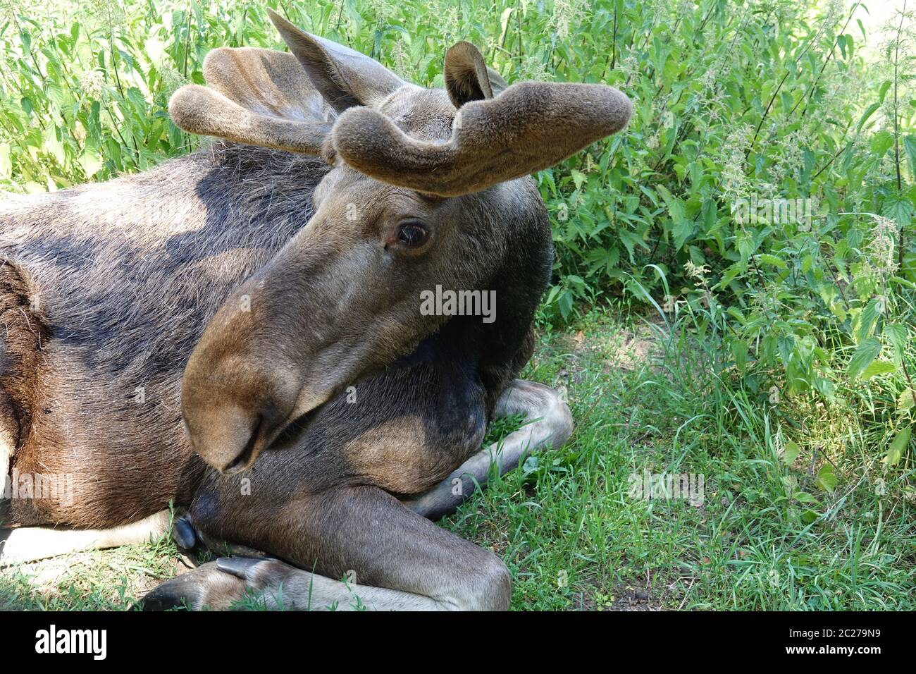 Schweden und elche -Fotos und -Bildmaterial in hoher Auflösung – Alamy