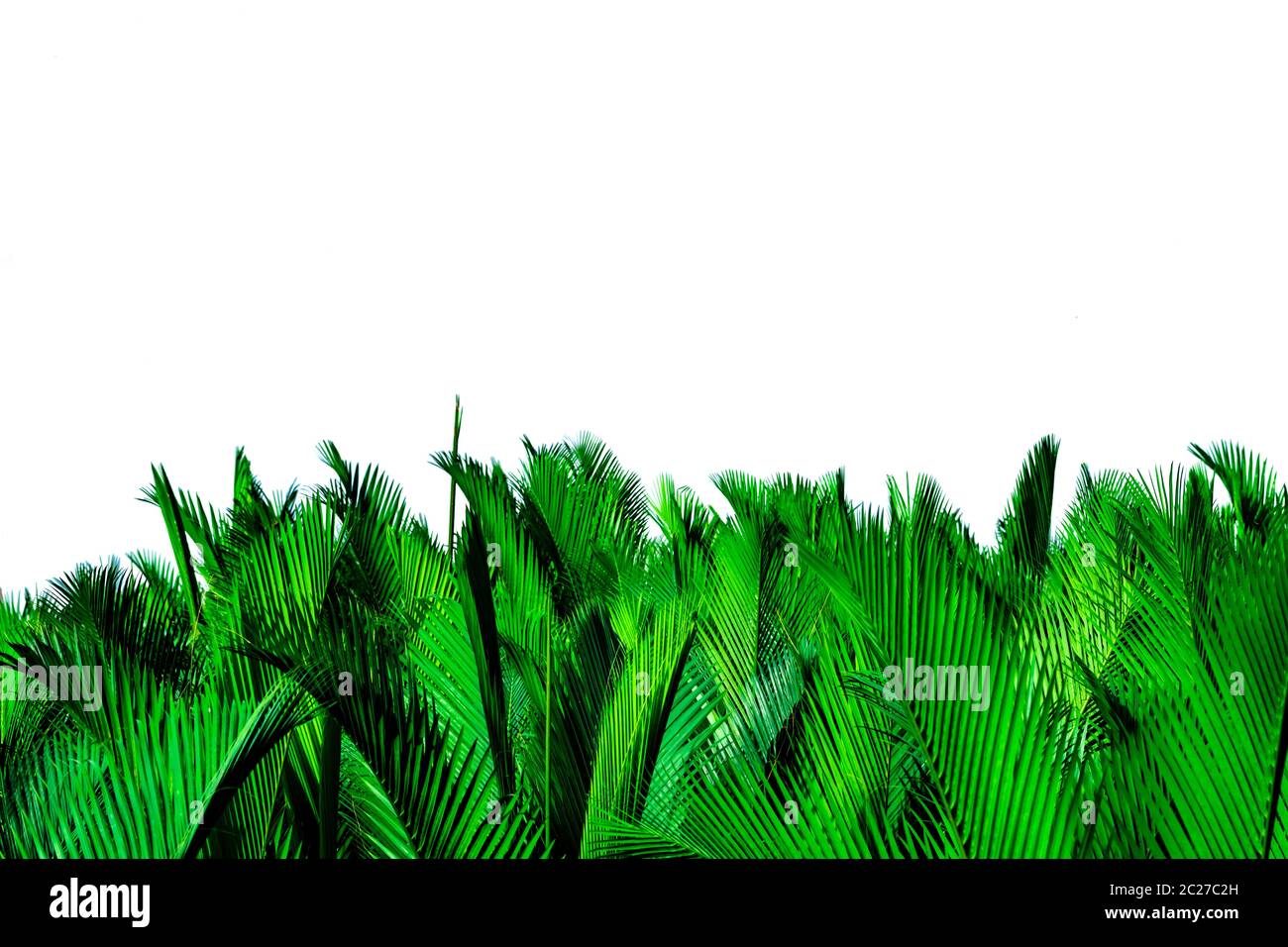 Atap palme -Fotos und -Bildmaterial in hoher Auflösung – Alamy