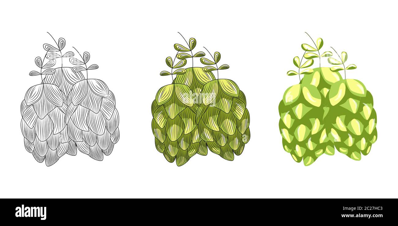 Hopfen hand gezeichnet Stock-Vektorgrafiken kaufen - Alamy