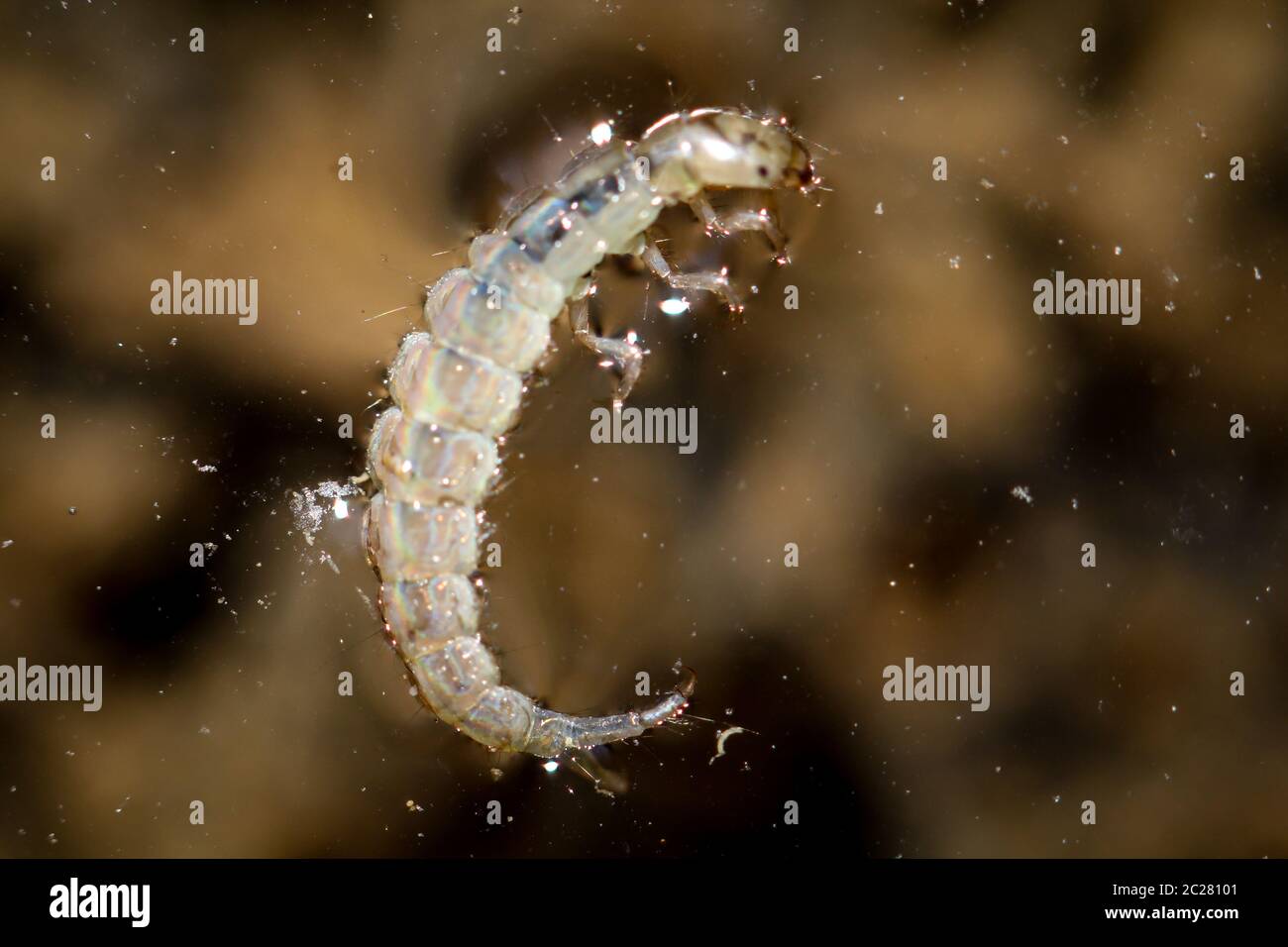 Offene larve -Fotos und -Bildmaterial in hoher Auflösung – Alamy