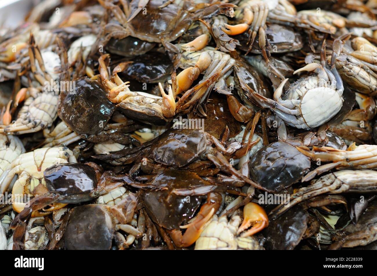 Frische braune krabben -Fotos und -Bildmaterial in hoher Auflösung – Alamy