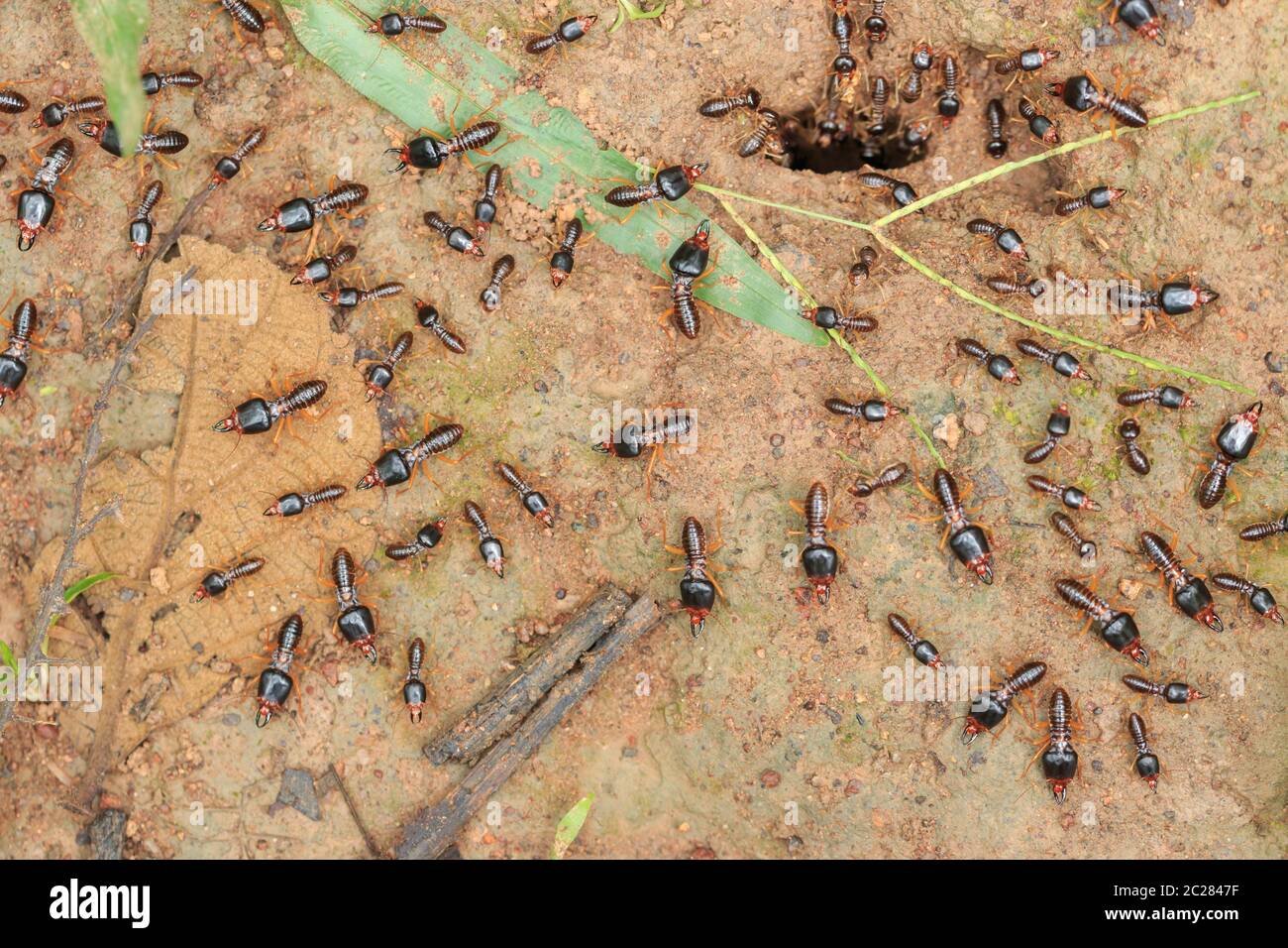 Braune termiten -Fotos und -Bildmaterial in hoher Auflösung – Alamy