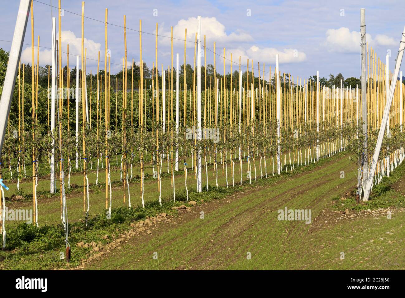 Spalier Wachsen Stockfotos und -bilder Kaufen - Alamy
