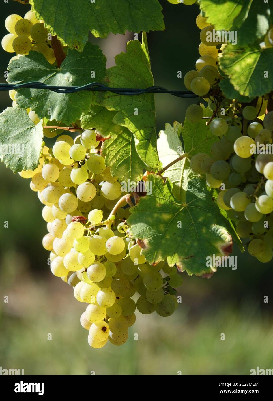 Gelbe trauben -Fotos und -Bildmaterial in hoher Auflösung – Alamy